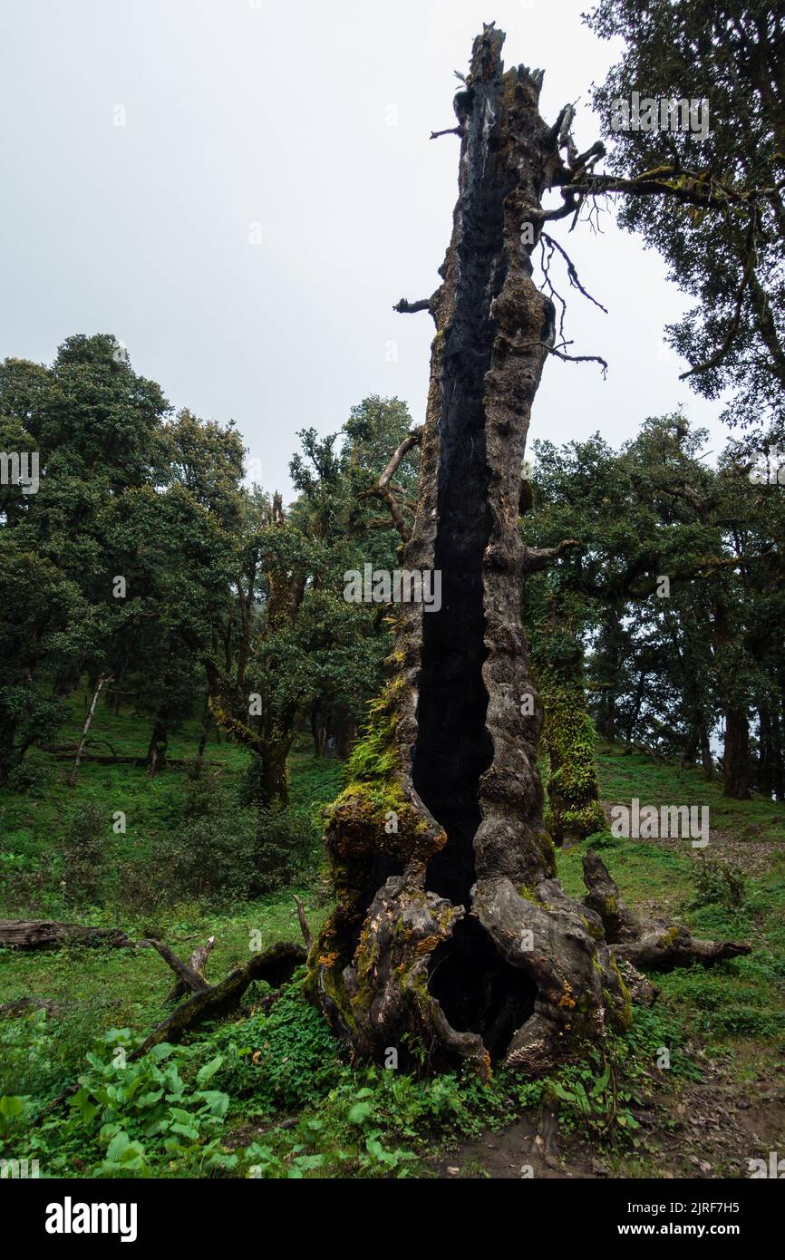 Lightning struck inside out burned hollow tree in the forests of ...
