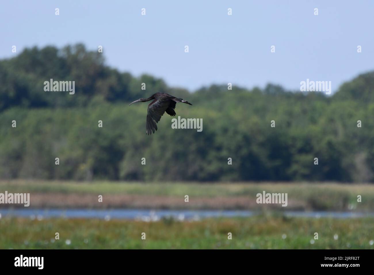 Glossy Ibis in flight at Bombay Hook NWF in Delaware USA Stock Photo ...