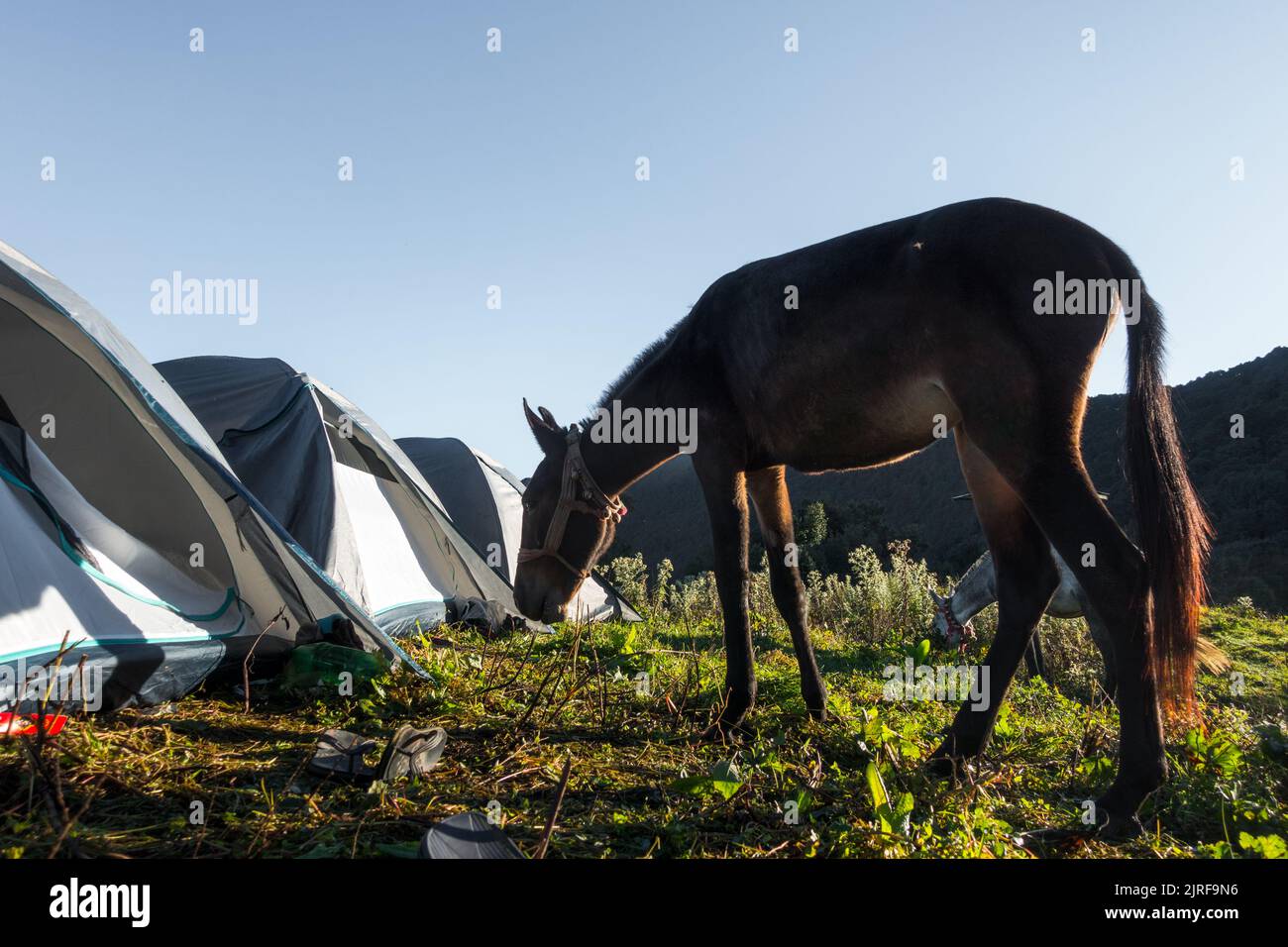 A horse approaching tents in the camping area. campsite in the ...