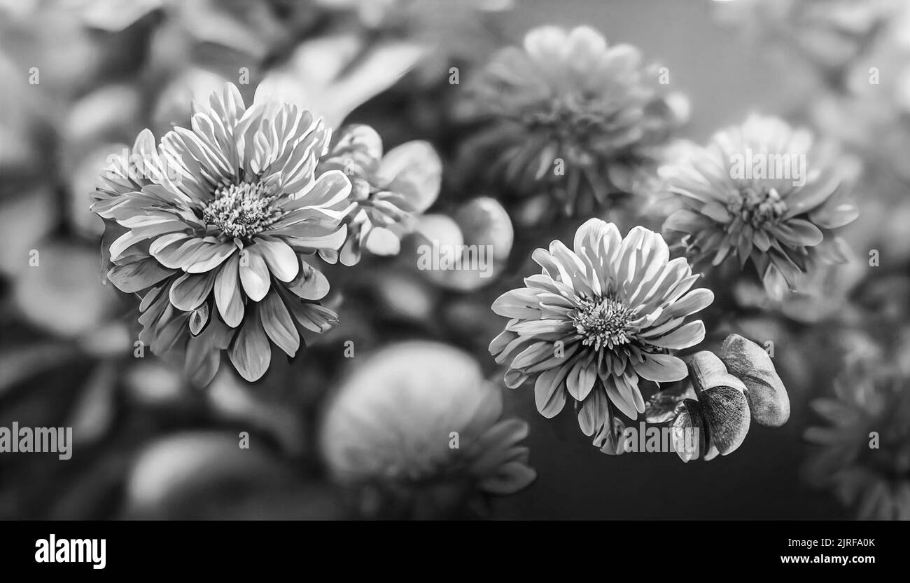 Digital art background Fresh floral background with Chrysanthemum ...