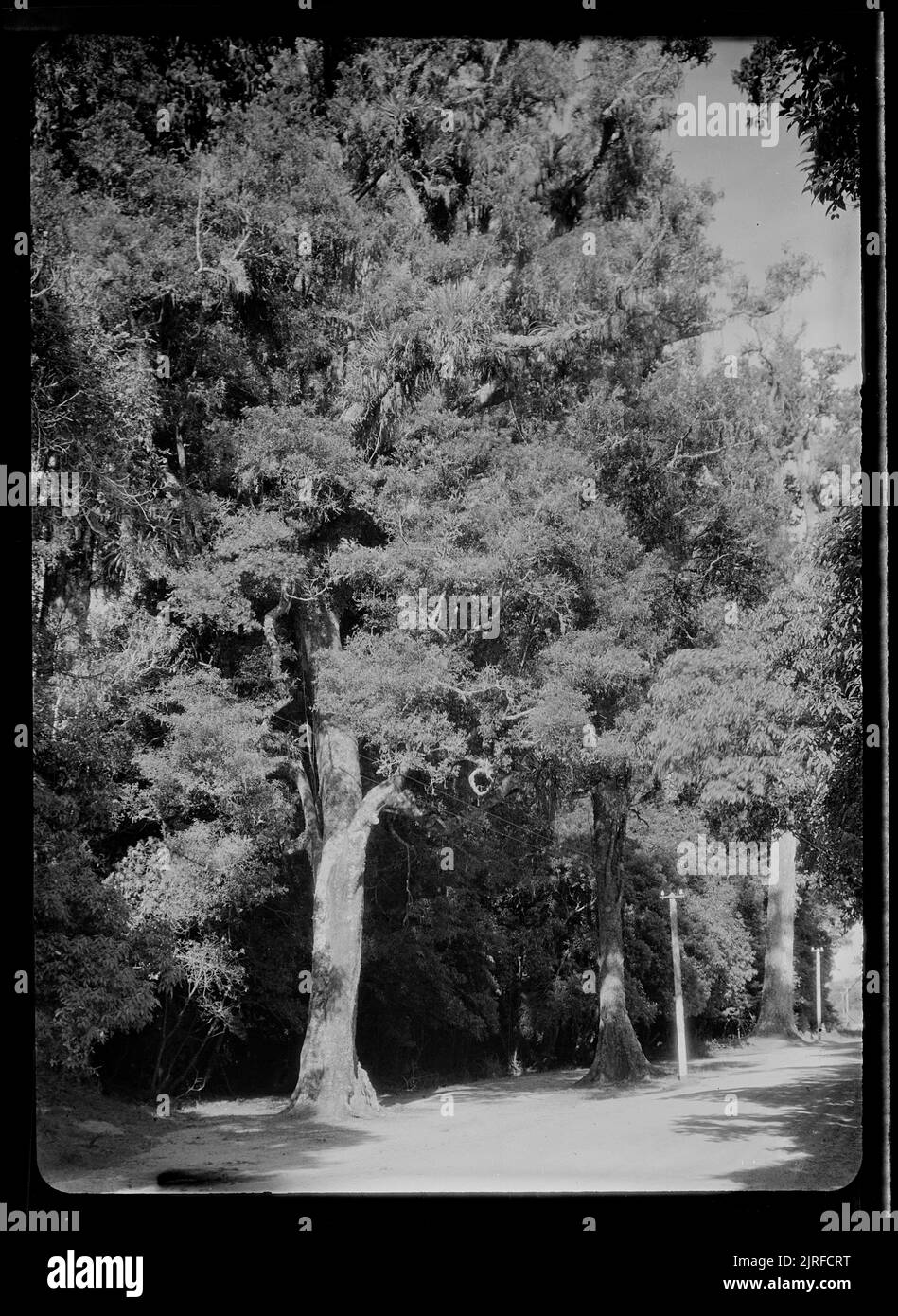 Road side trees, by J.W. Chapman-Taylor Stock Photo - Alamy