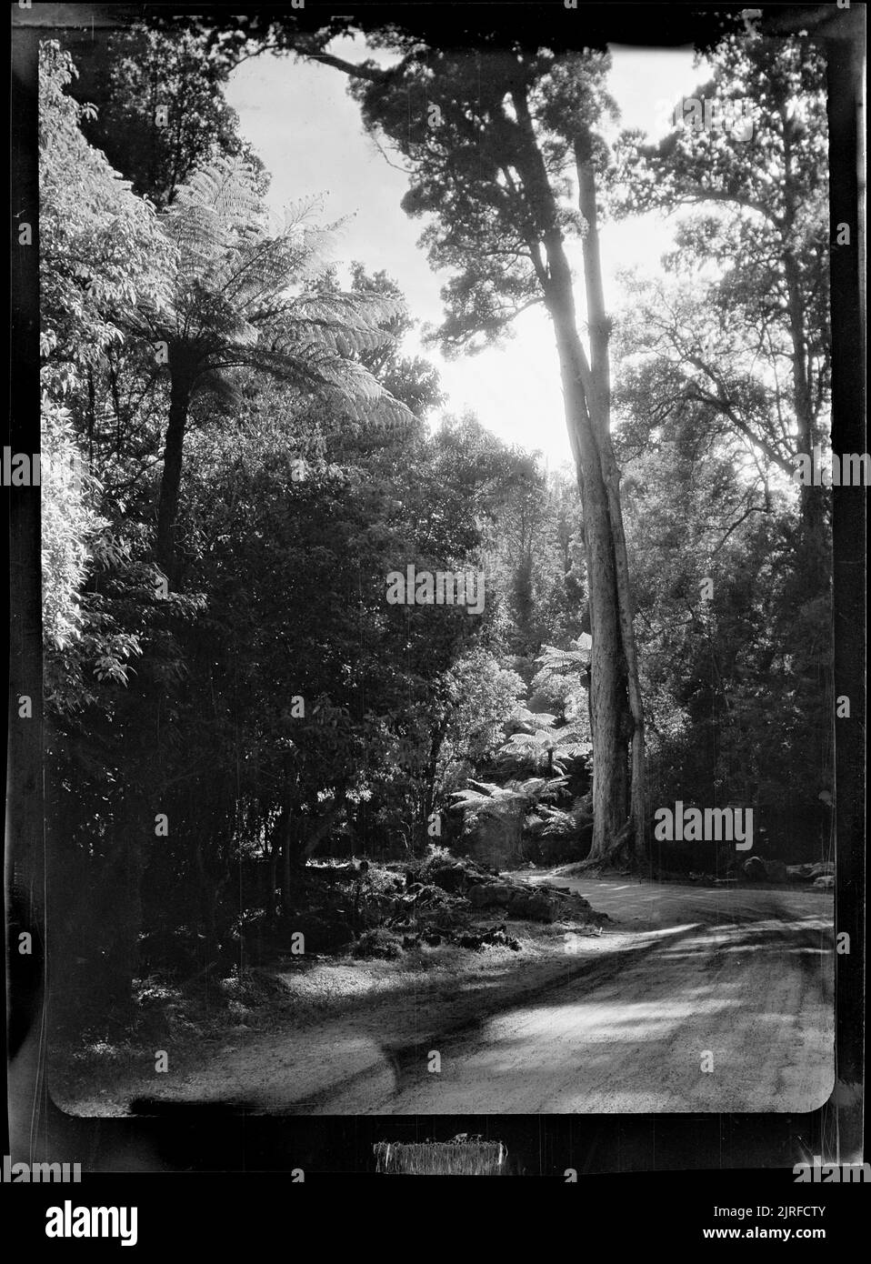 Road through bush, by J.W. Chapman-Taylor Stock Photo - Alamy