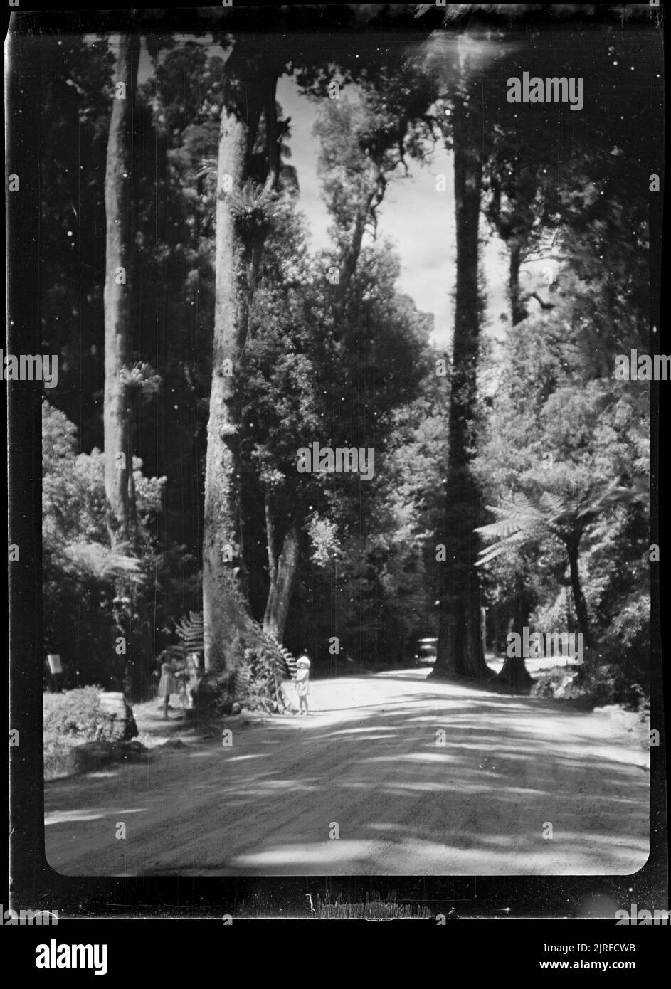 View of road through bush, by J.W. Chapman-Taylor Stock Photo - Alamy