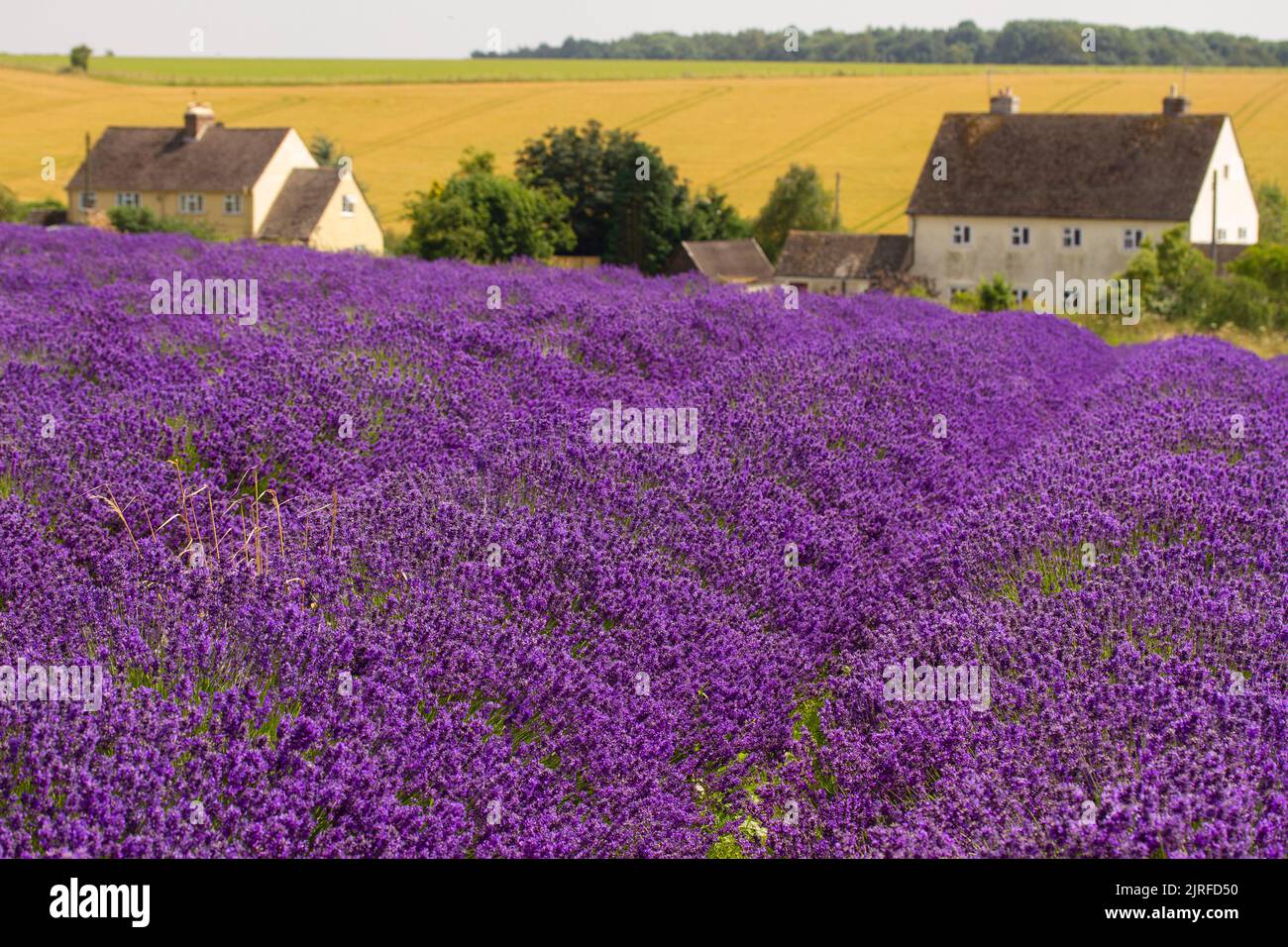 Rows of lavender in an english lavender field with cottage in UK Stock ...