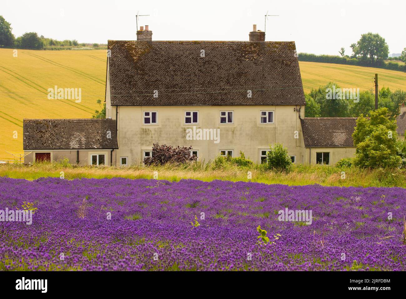 Lavender rows garden hi-res stock photography and images - Alamy