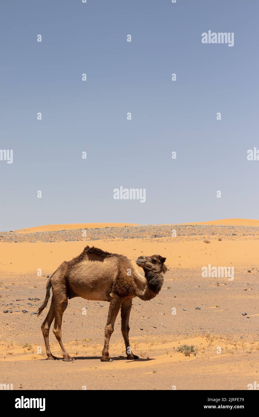 A vertical side view of a camel in the desert with a blue sky in the ...