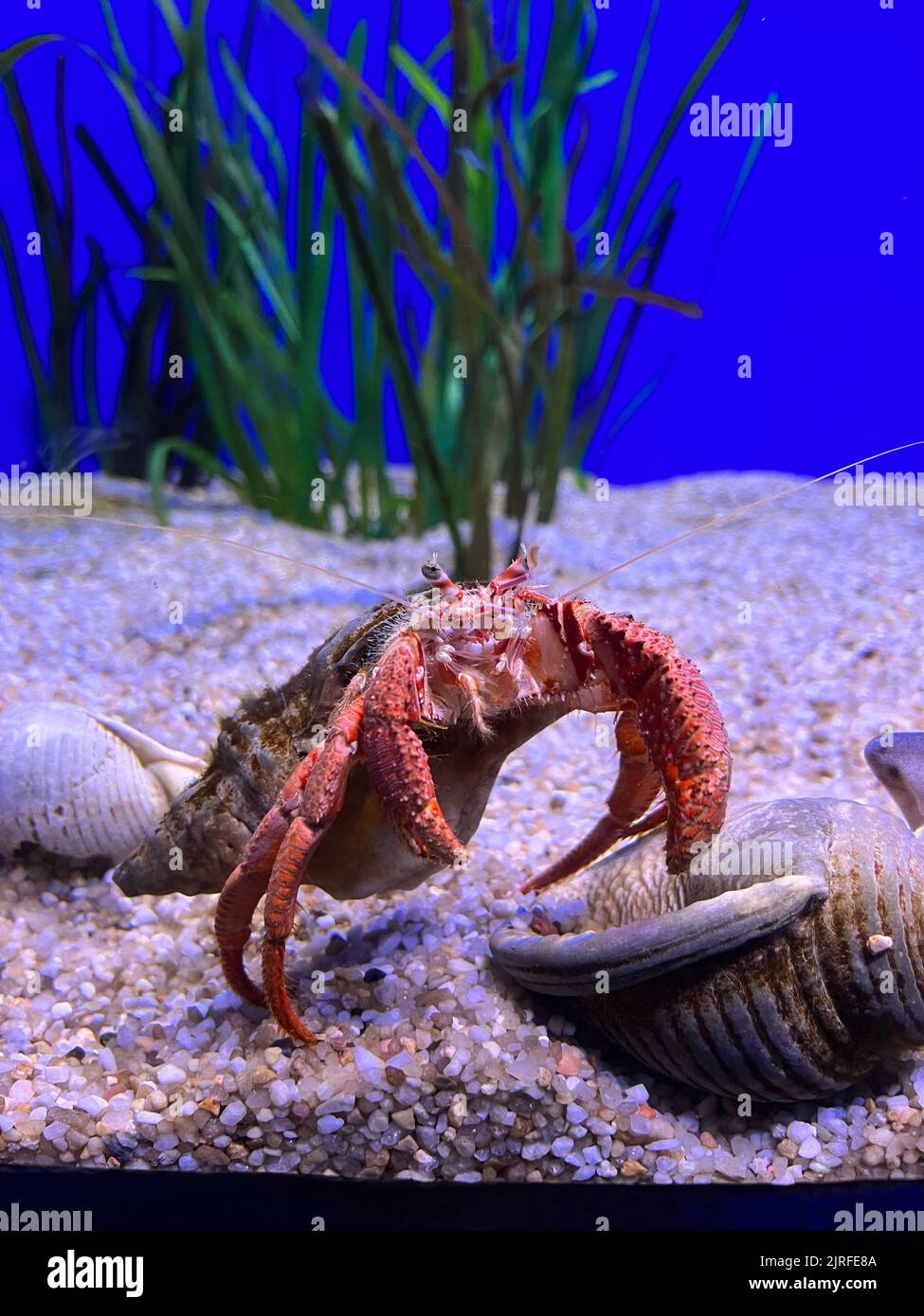 A vertical underwater shot of a hermit crab on the sea floor Stock Photo - Alamy