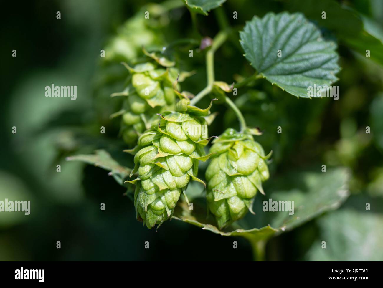 Wolnzach, Germany. 24th Aug, 2022. Hop cones are seen in a hop field ...