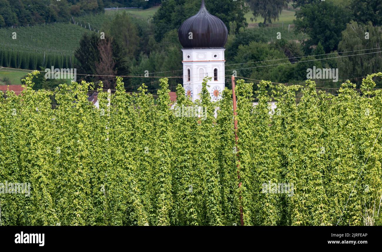 Wolnzach, Germany. 24th Aug, 2022. Hops growing in a field. The ...