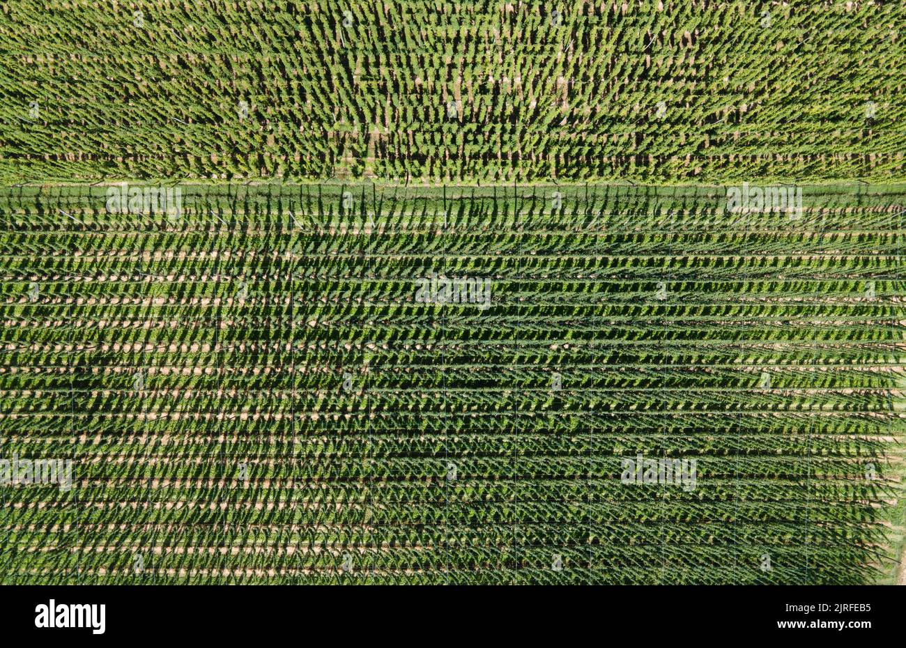 Wolnzach, Germany. 24th Aug, 2022. Hops growing in a field. The ...