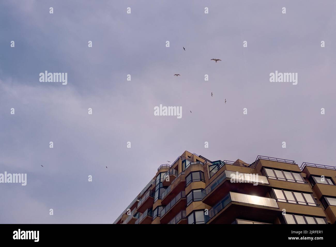 Belgian birds hi-res stock photography and images - Alamy