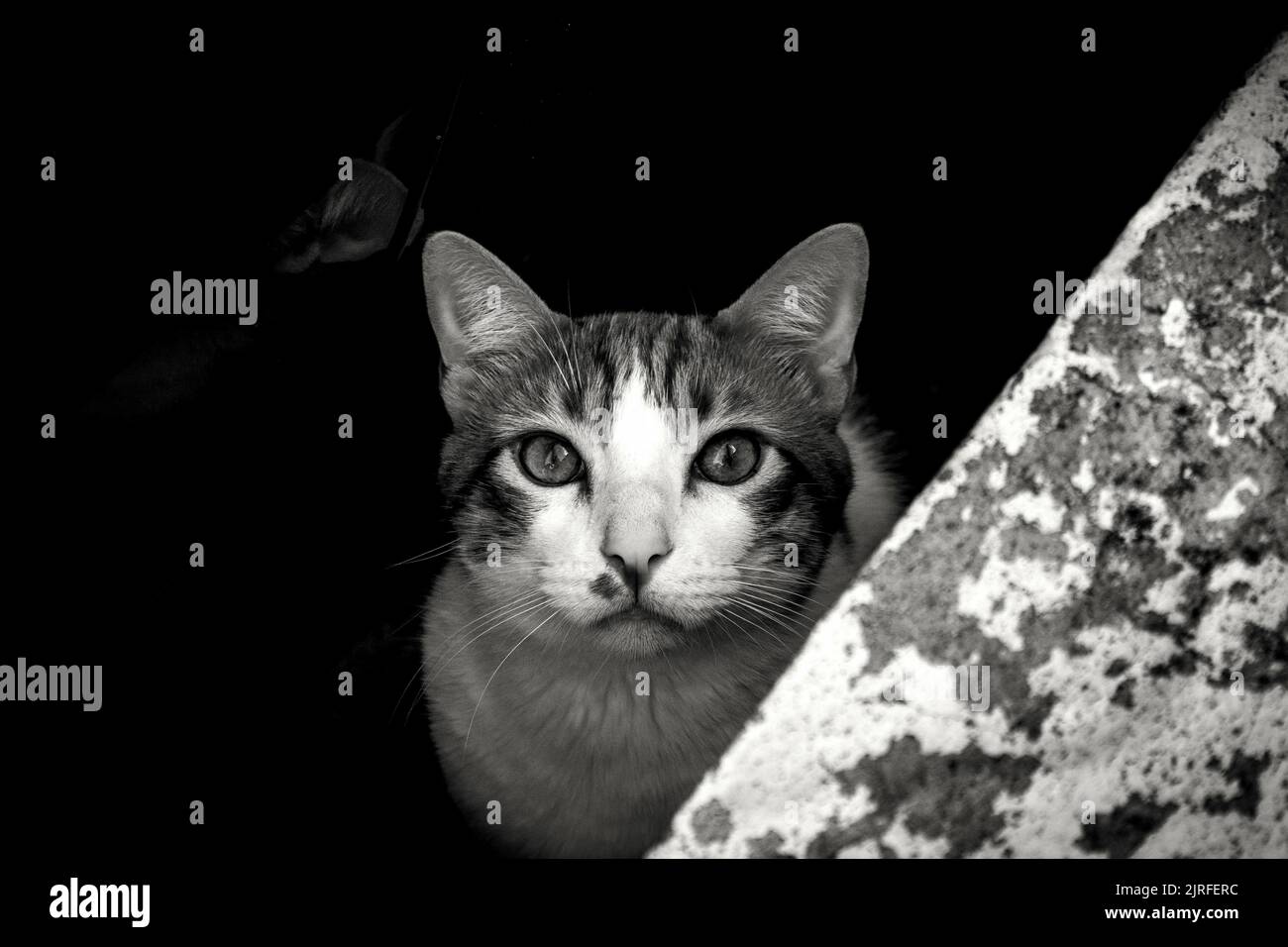 Greyscale cat hi-res stock photography and images - Alamy
