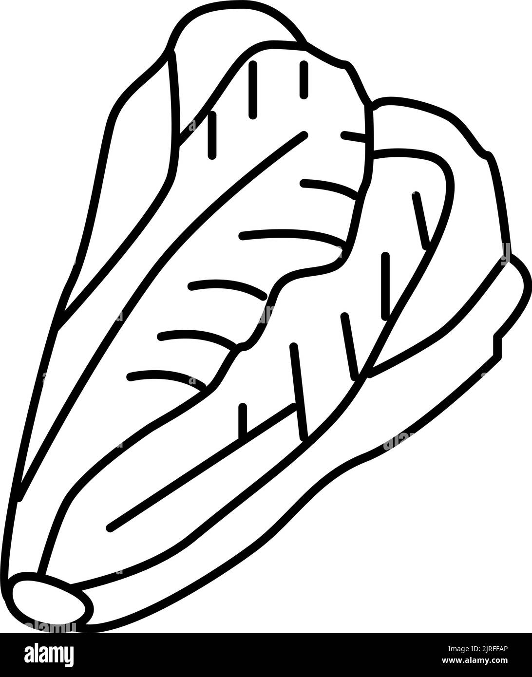 lettuce cabbage line icon vector illustration Stock Vector Image & Art ...