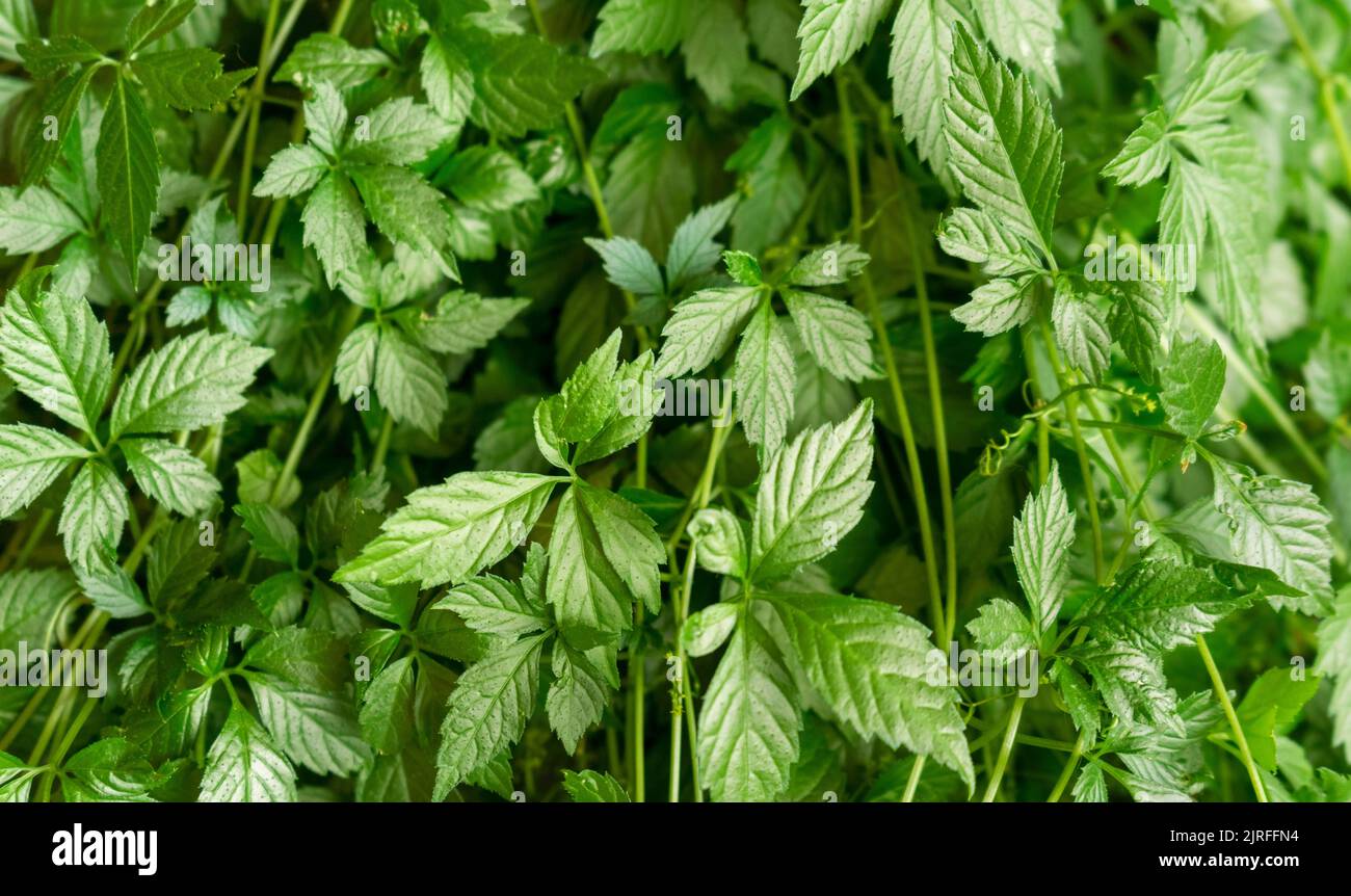 Medicine leaves hi-res stock photography and images - Alamy