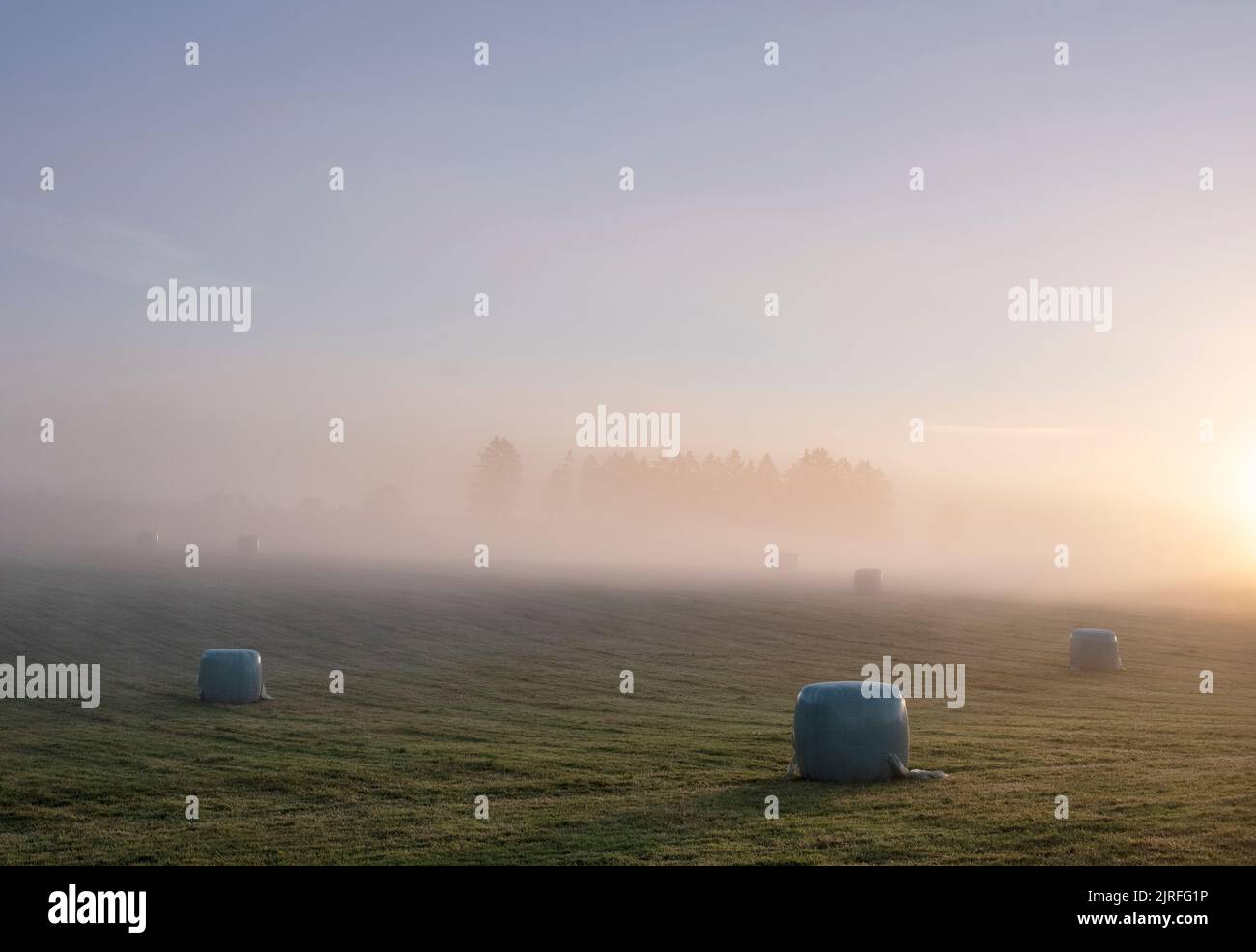 hay bales in misty early morning meadow between vielsalm and sankt vith ...