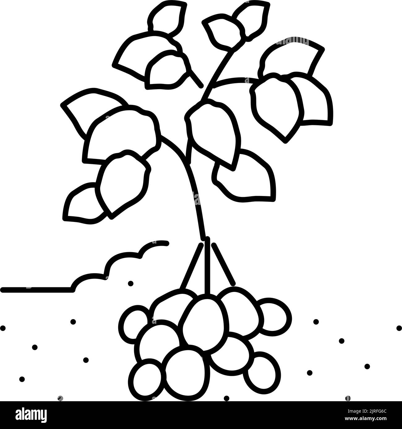 plant potato vegetable line icon vector illustration Stock Vector Image ...