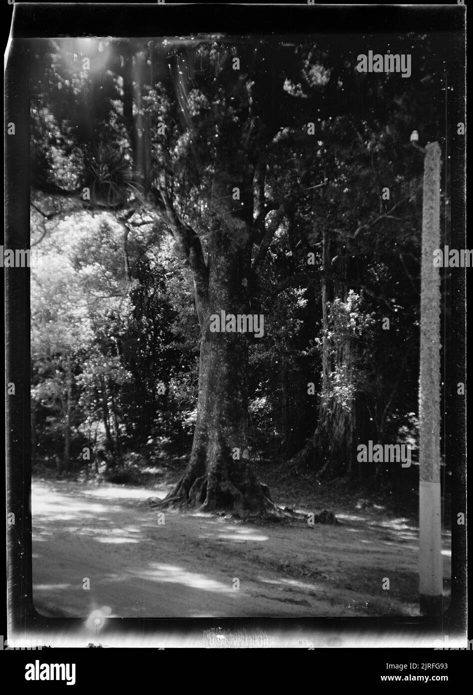 Hongi's track, by J.W. Chapman-Taylor Stock Photo - Alamy