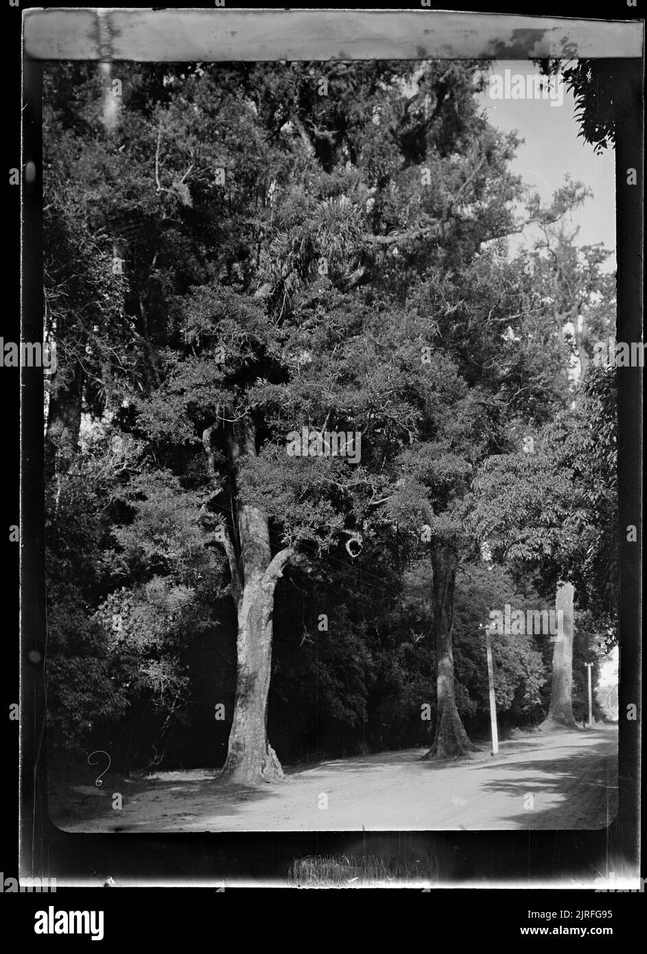 Forest track photo Black and White Stock Photos & Images - Alamy
