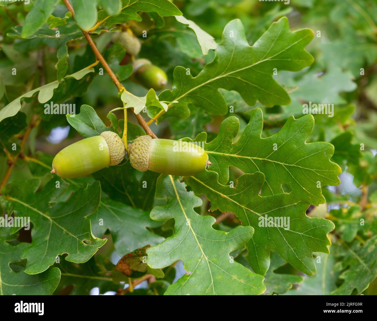 Closeup shot oak tree in hi-res stock photography and images - Alamy