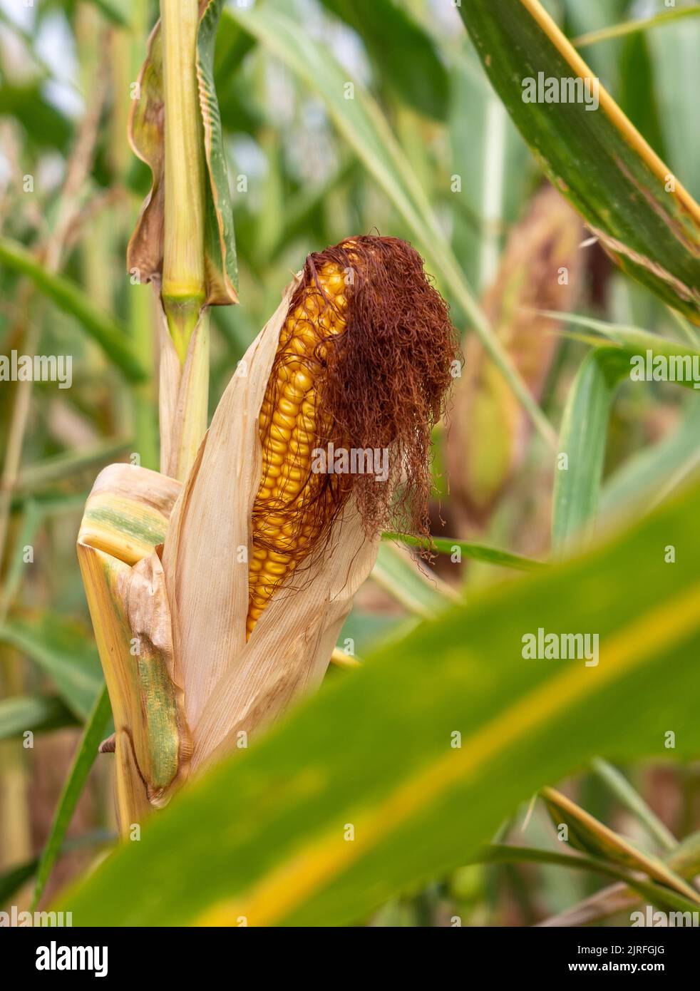 Ear of maize hi-res stock photography and images - Alamy