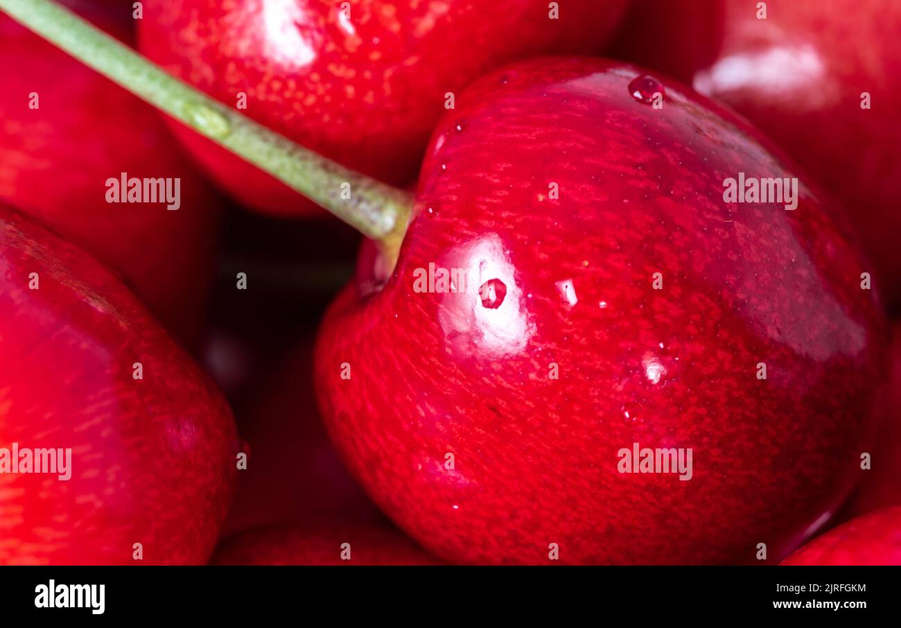 Cherries in close-up. Red fruit with green petioles. The structure of ...
