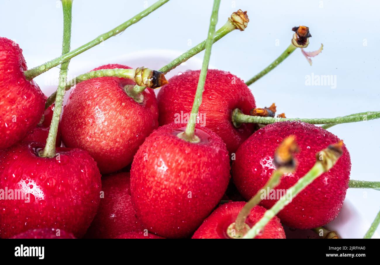 Cherries in close-up. Red fruit with green petioles. The structure of ...