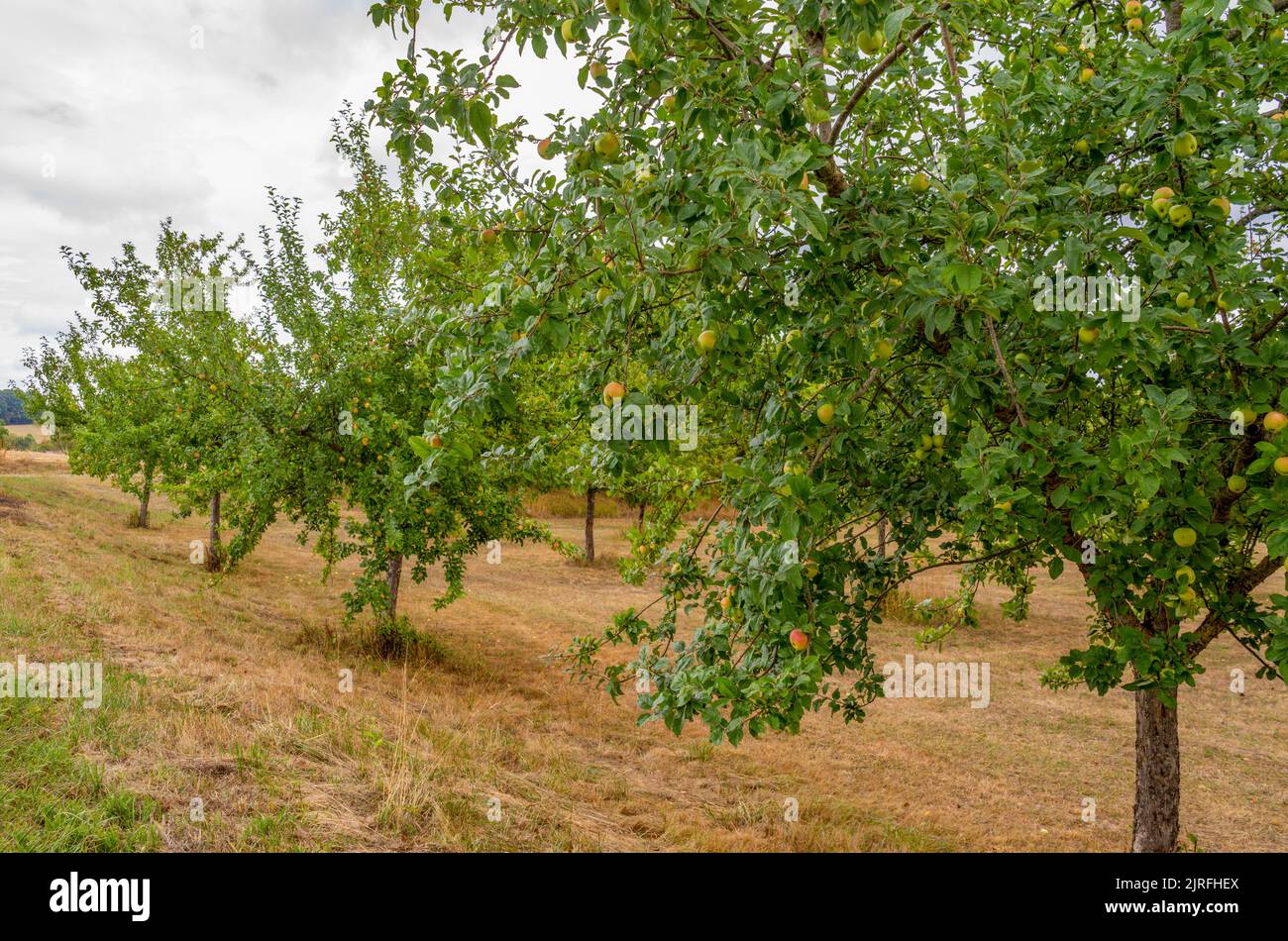 Farmland scenery showing some apple trees in Hohenlohe, an area in ...