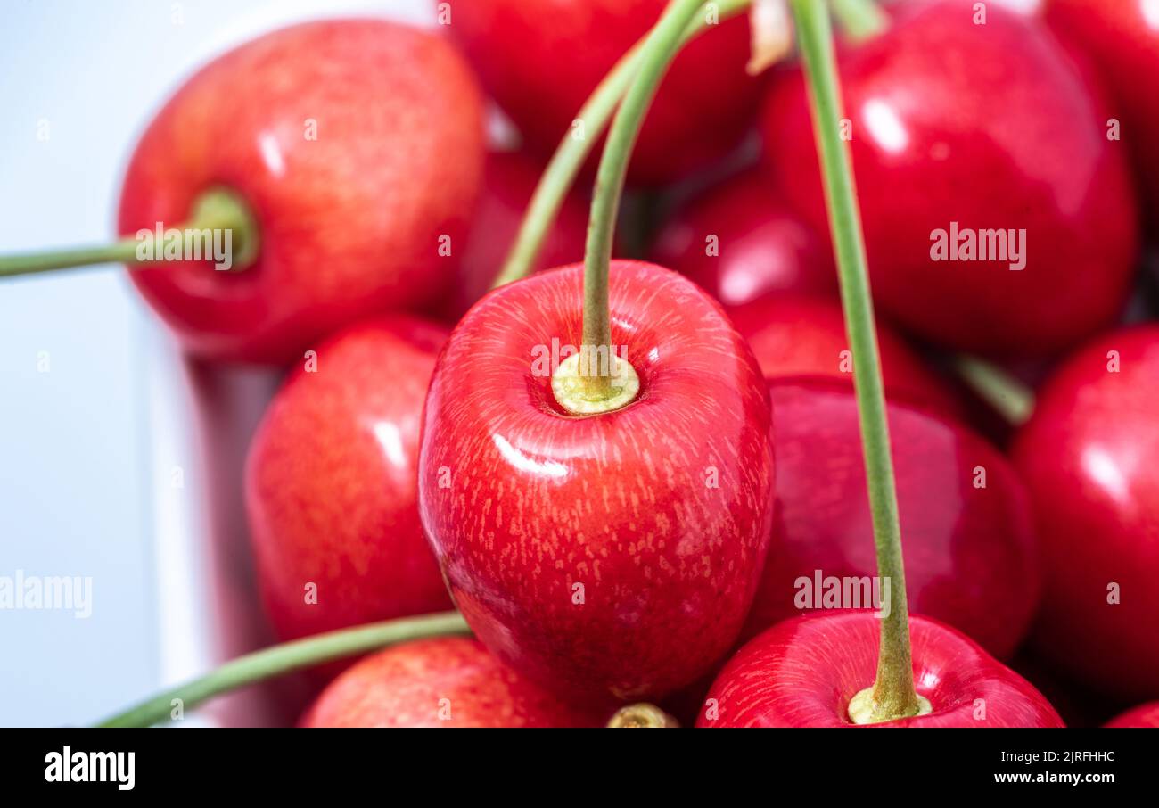 Cherries in close-up. Red fruit with green petioles. The structure of ...