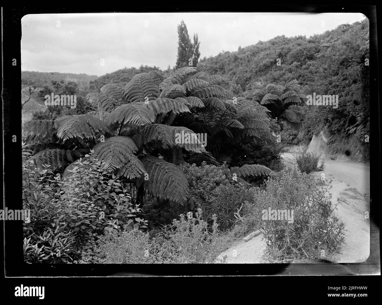 Fern bushes, by J.W. Chapman-Taylor Stock Photo - Alamy