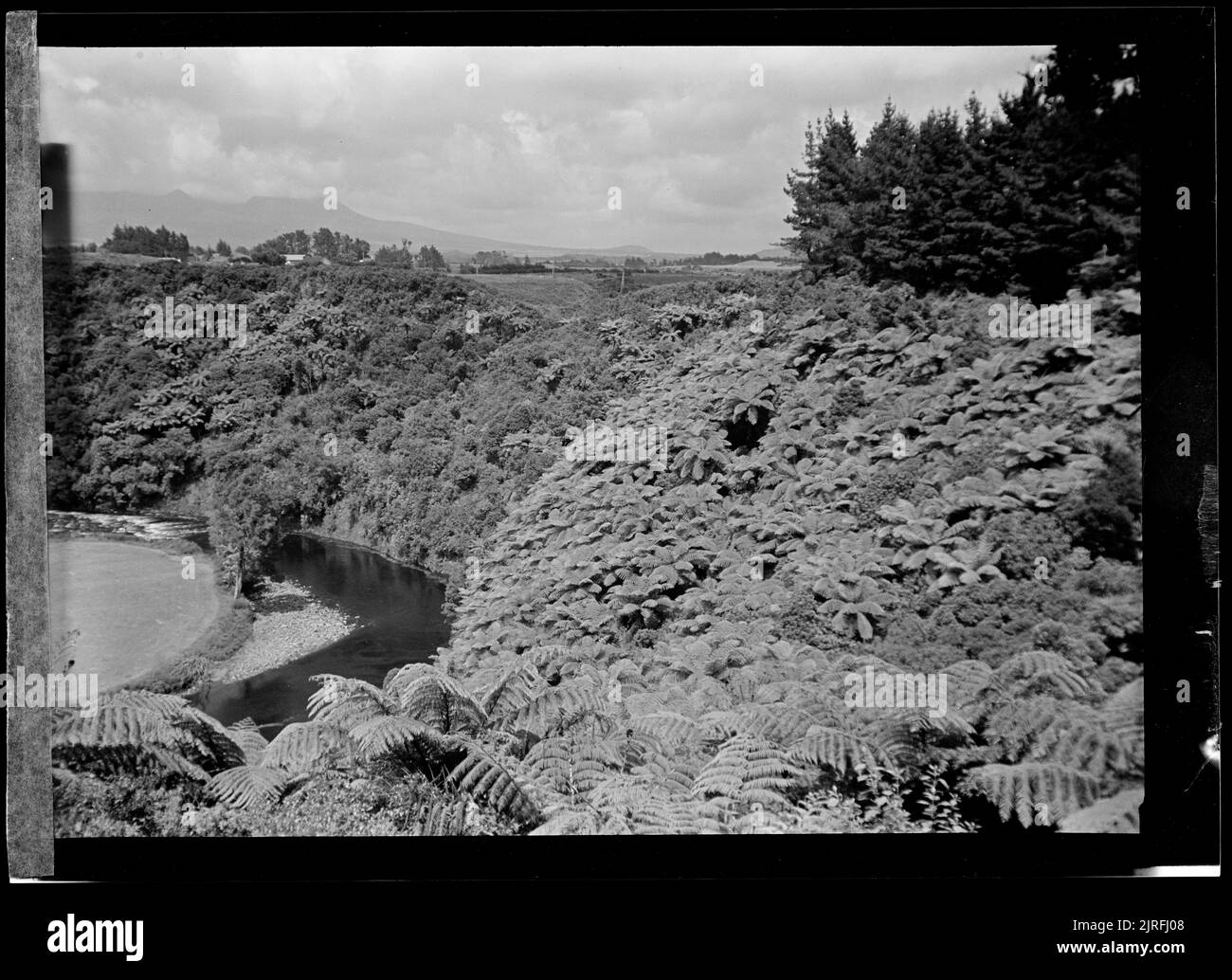 New plymouth fern gully hi-res stock photography and images - Alamy