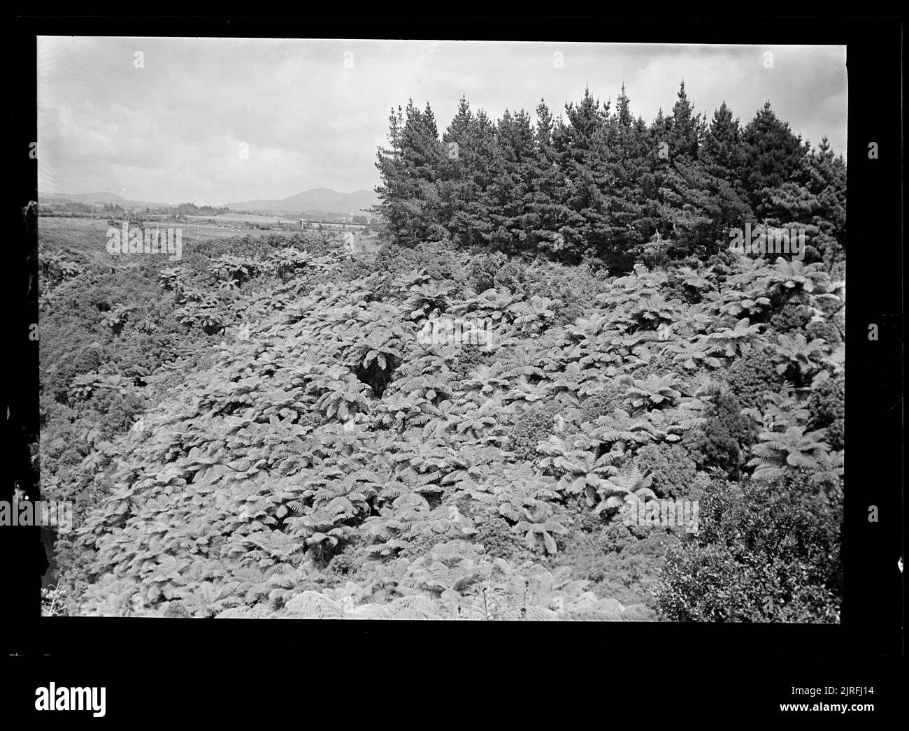 New plymouth fern gully hi-res stock photography and images - Alamy