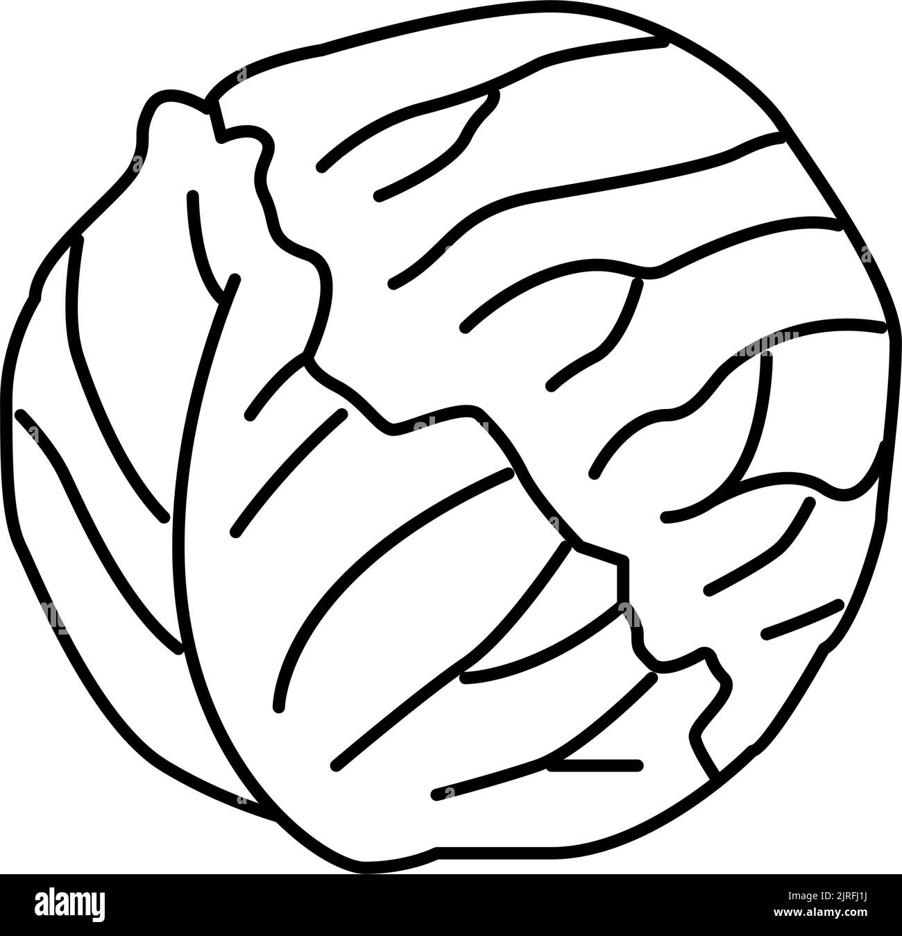 red cabbage line icon vector illustration Stock Vector Image & Art - Alamy