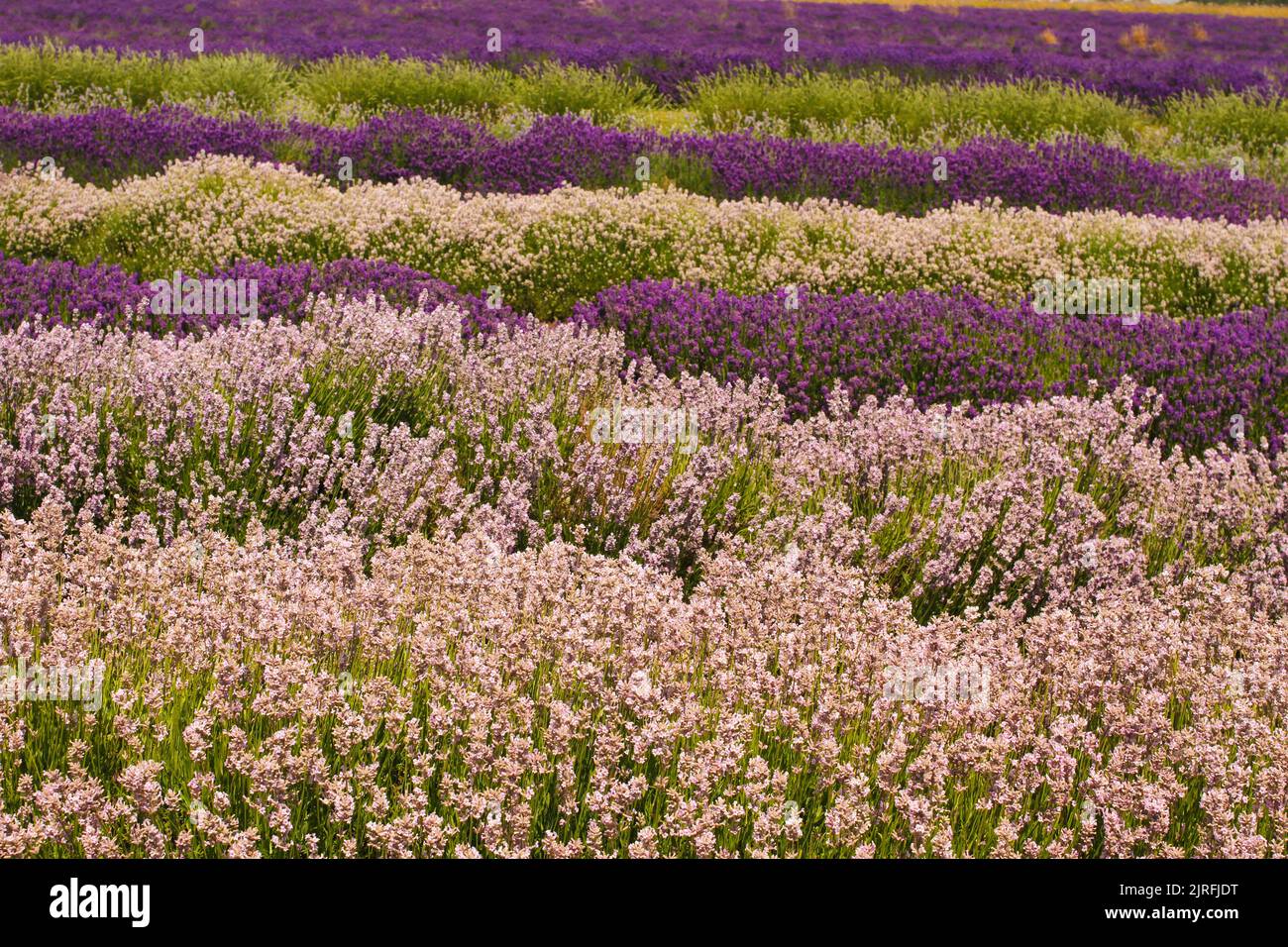 Rows green purple lavender hi-res stock photography and images - Alamy