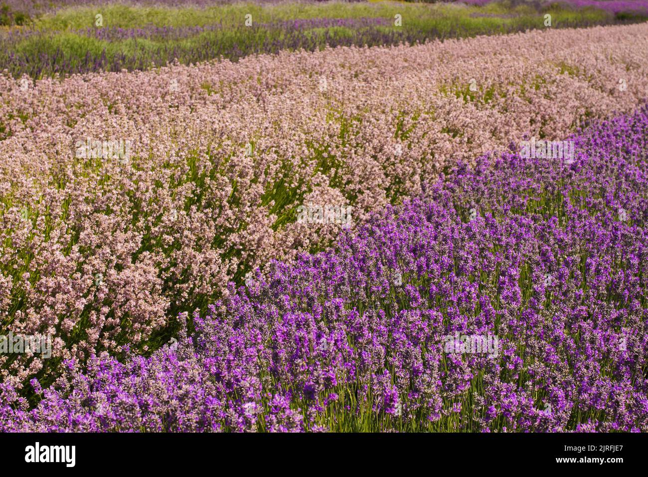 Lavender rows in the uk hi-res stock photography and images - Alamy