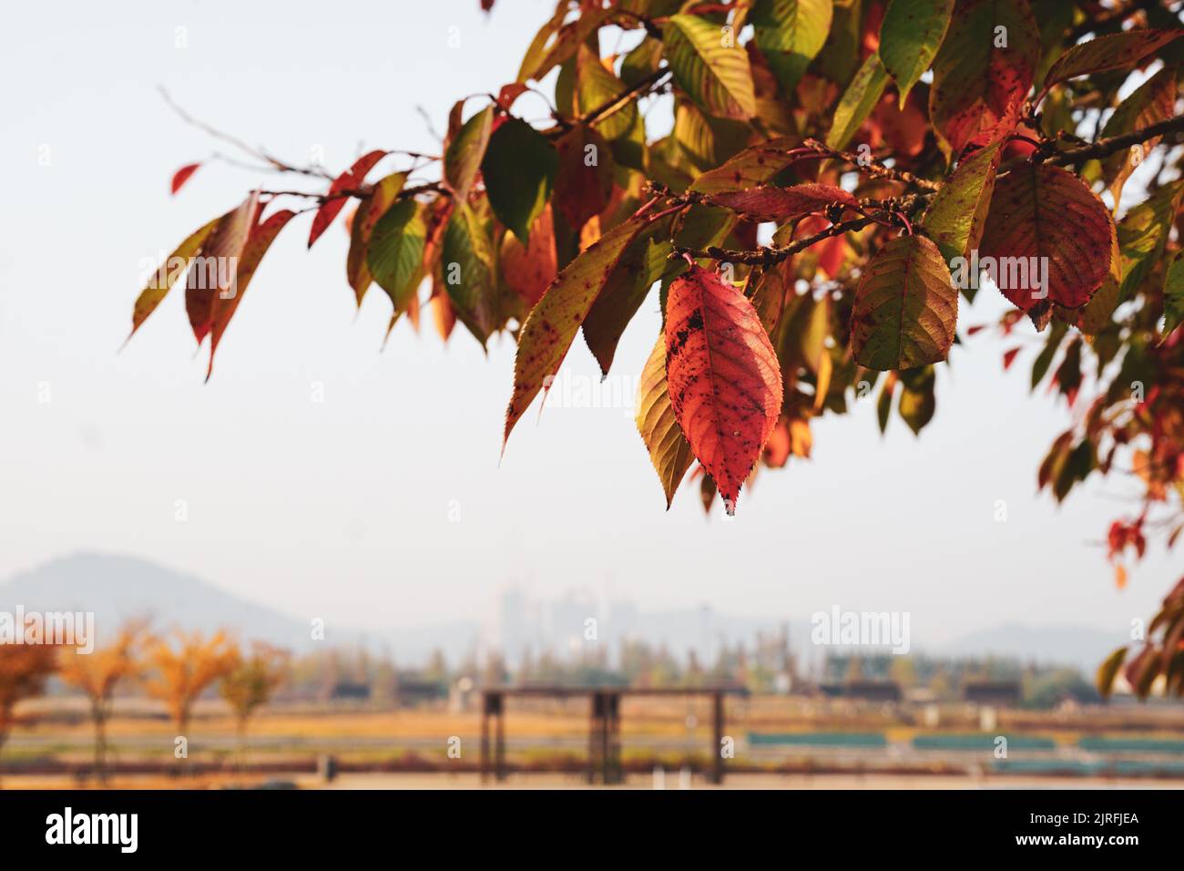 October Autumn Scenery Photos and Trees Stock Photo - Alamy