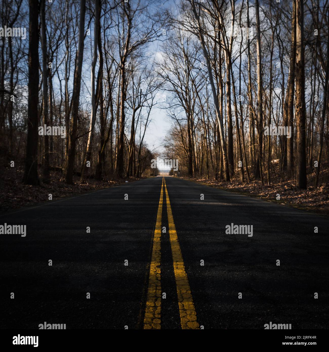 A straight road in a dry forest Stock Photo - Alamy