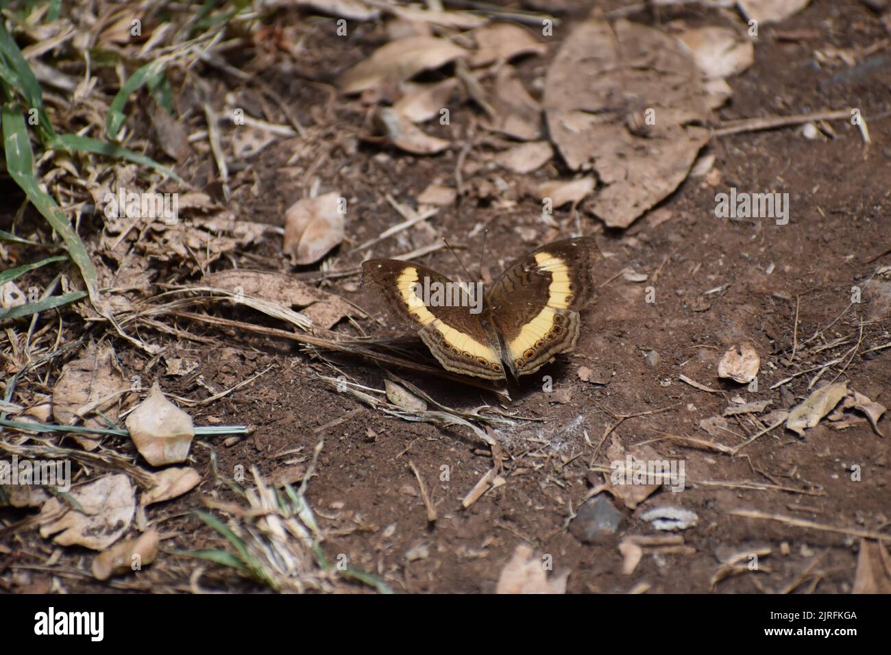 Fire rim tortoiseshell hi-res stock photography and images - Alamy