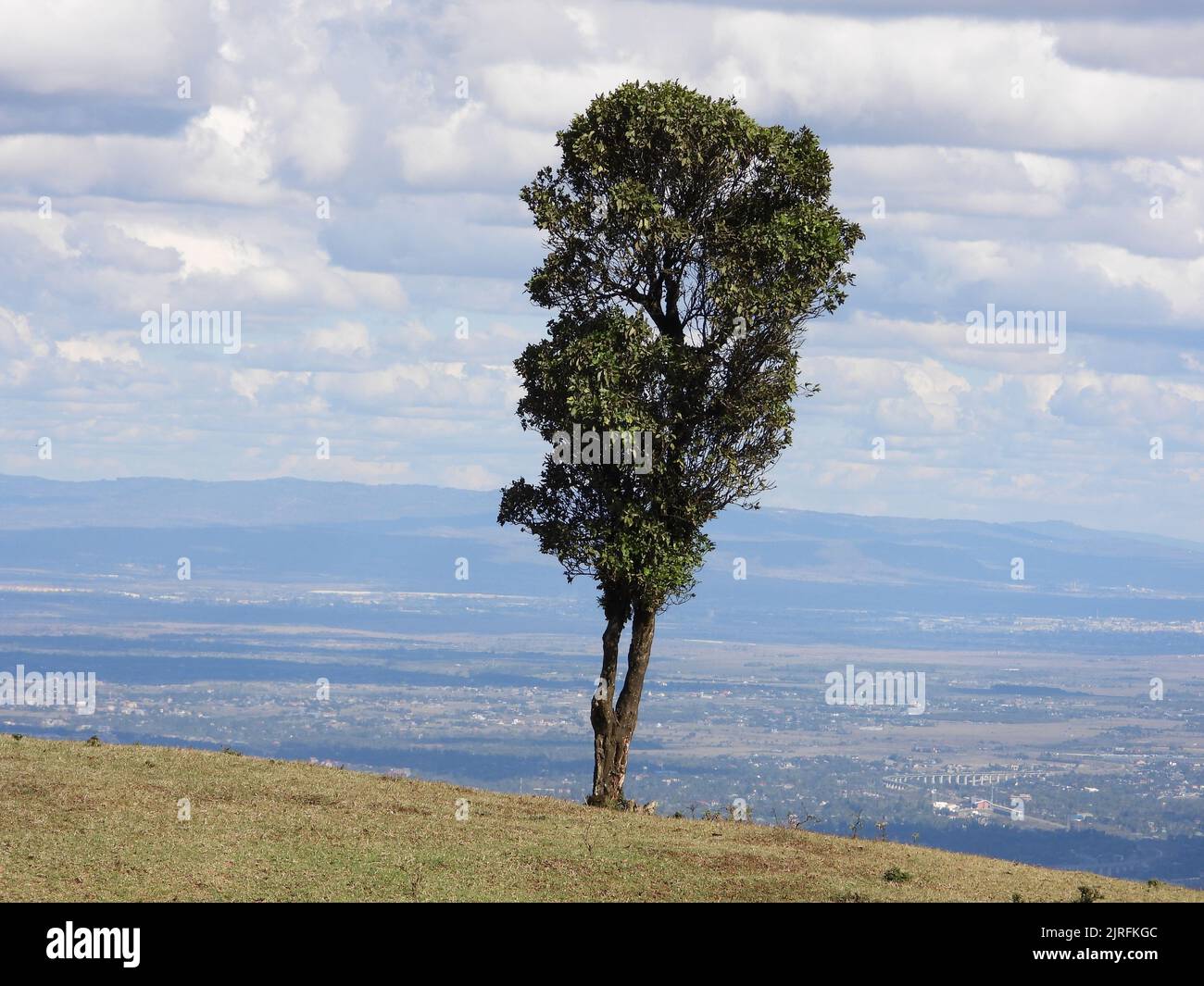 A beautiful view of a tree at Ngong Hills in Nairobi, Kenya Stock Photo ...