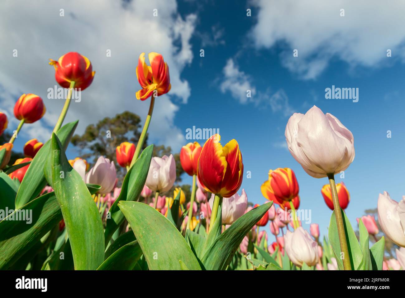 An image of beautiful tulip and blue sky background on sunny day at ...