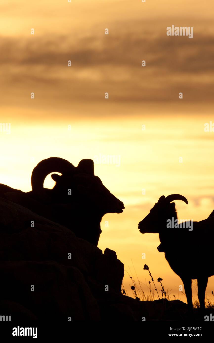 Bighorn sheep ram and ewe silhouette against the rising sun Stock Photo ...