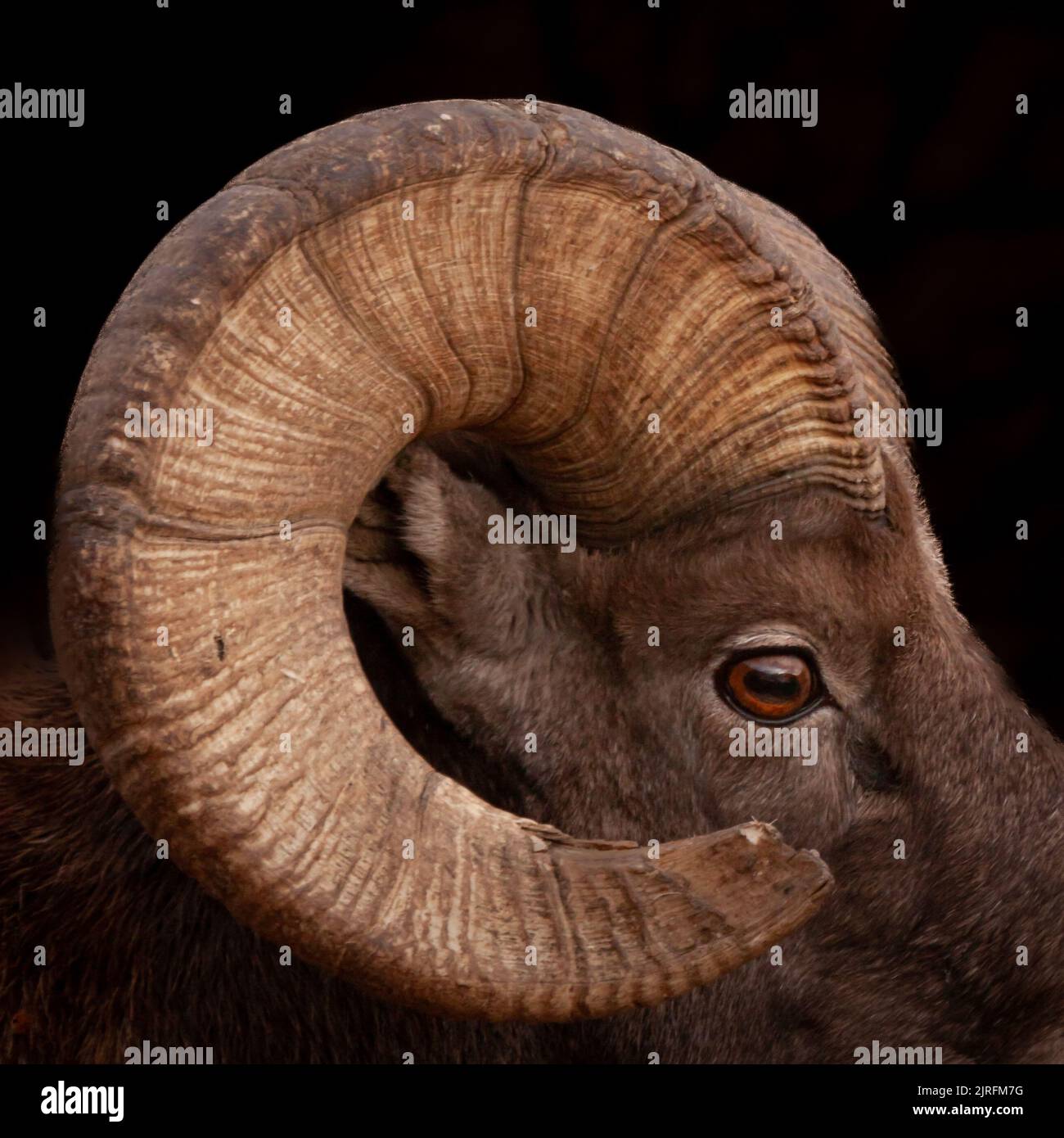 Sheep preserve hi-res stock photography and images - Alamy