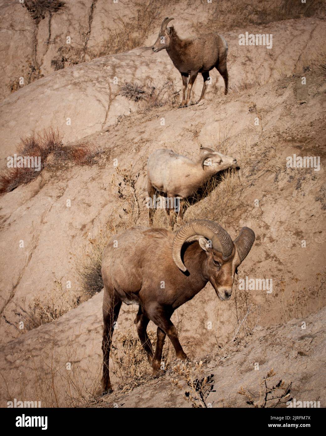 Bighorn Sheep Ram, ewe and lamb grazing in the badlands Stock Photo - Alamy