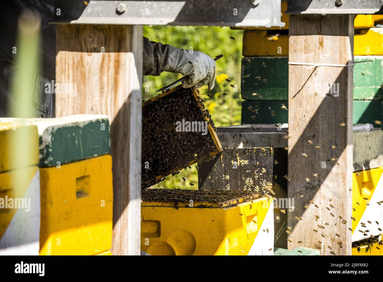 Bijenhuis hi-res stock photography and images - Alamy
