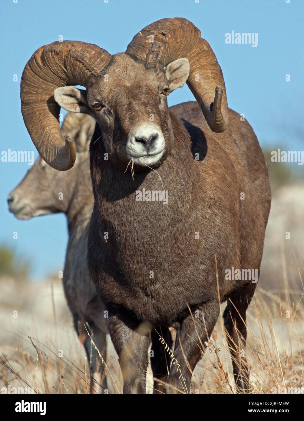 Bighorn rut hi-res stock photography and images - Alamy