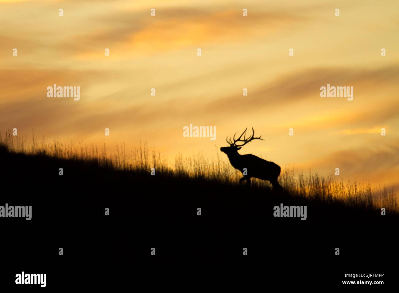 Elk silhouette hi-res stock photography and images - Alamy