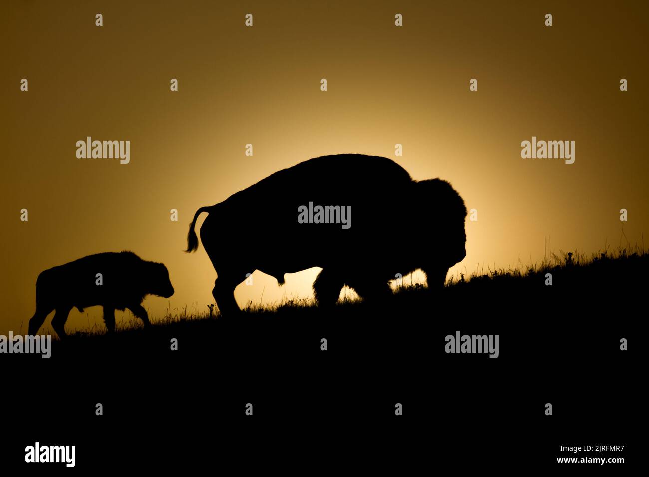 Bison Bull and Calf silhoette on a ridge around sunset Stock Photo - Alamy