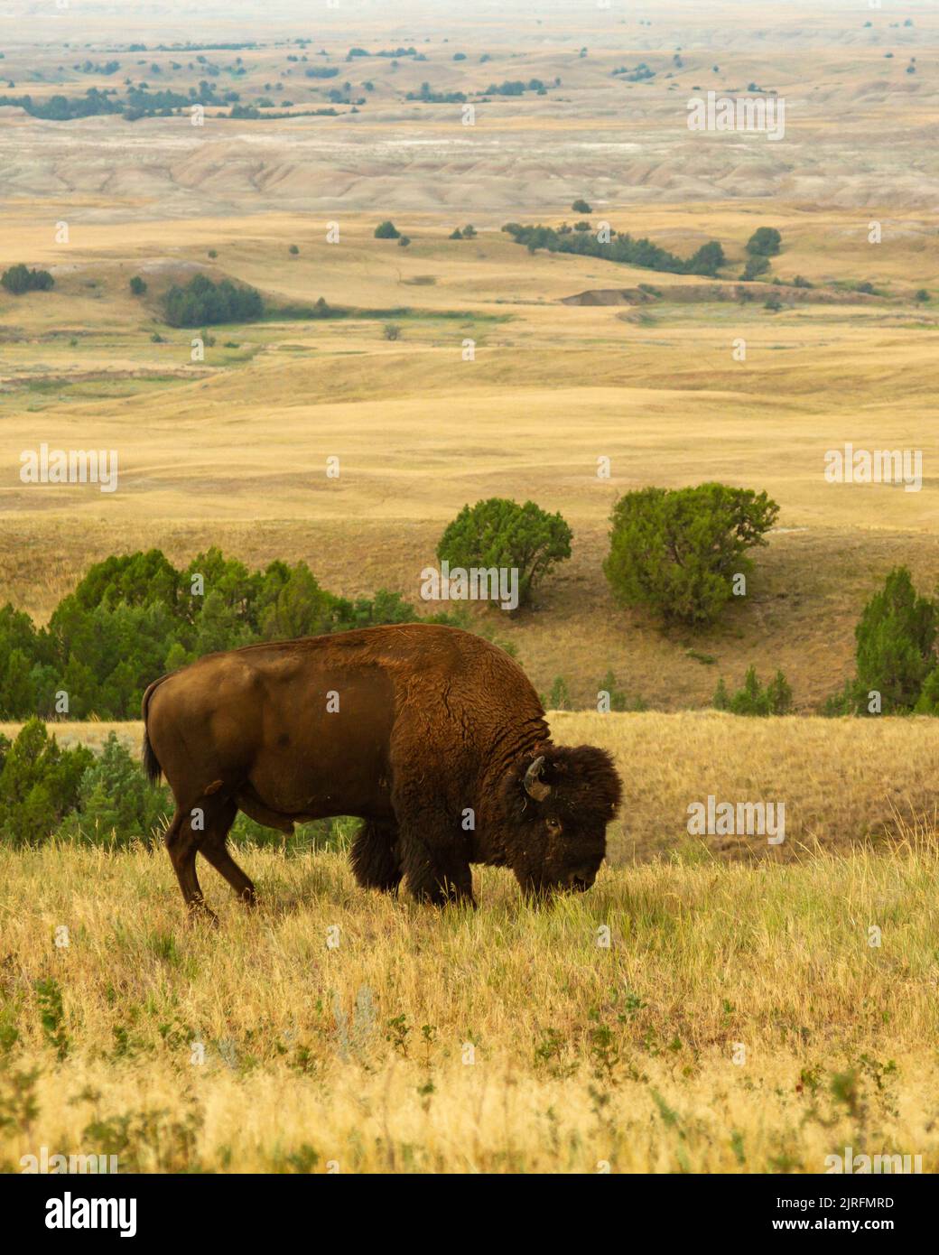 Prairie bull bison hi-res stock photography and images - Alamy