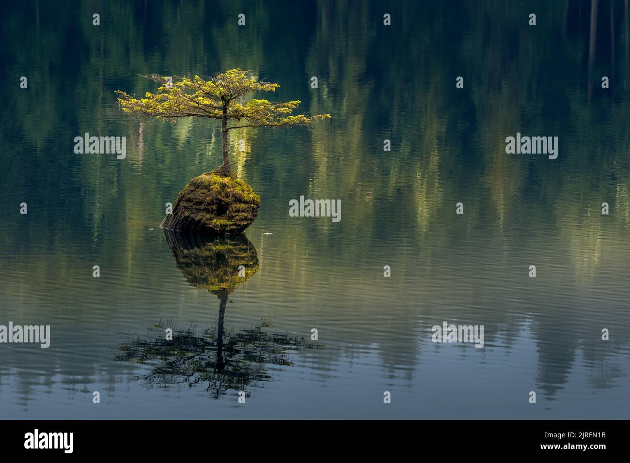 Close view of Fairly Lake floating tree with reflection Stock Photo - Alamy