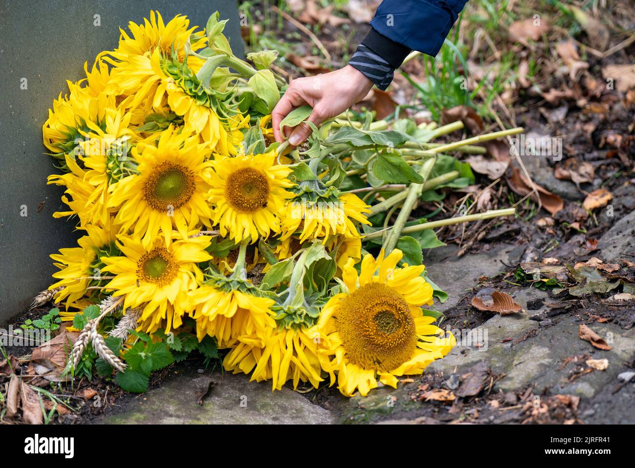 Sunflowers are laid at the Holodmor plaque at Edinburgh's Calton Hill ...