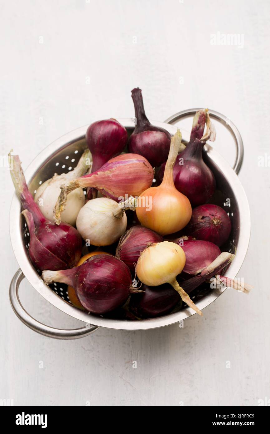 Purple, white and golden onions in a metal sieve on a light background ...